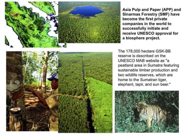 Mark Leighton - Forests: A Pivotal Player | PPT