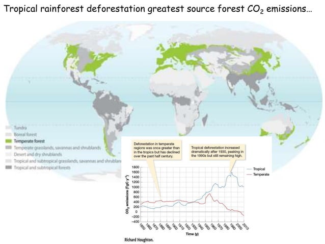 Mark Leighton - Forests: A Pivotal Player | PPT