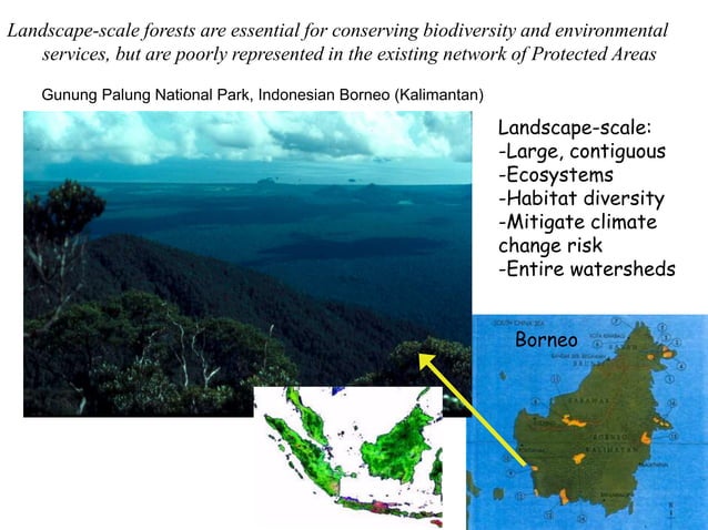 Mark Leighton - Forests: A Pivotal Player | PPT