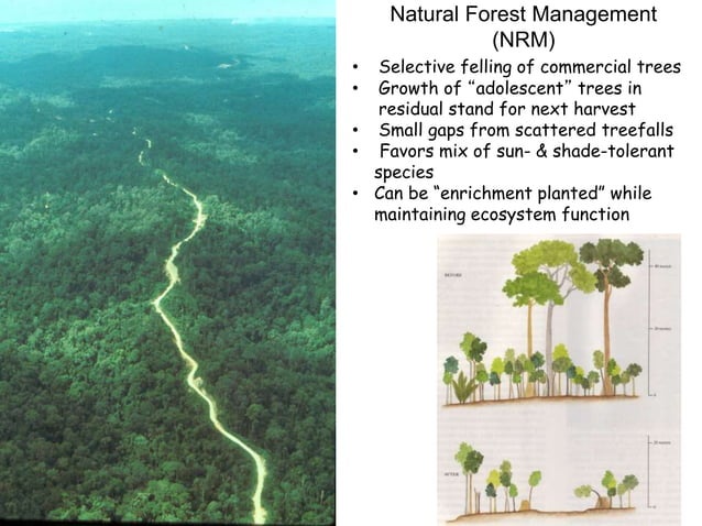 Mark Leighton - Forests: A Pivotal Player | PPT