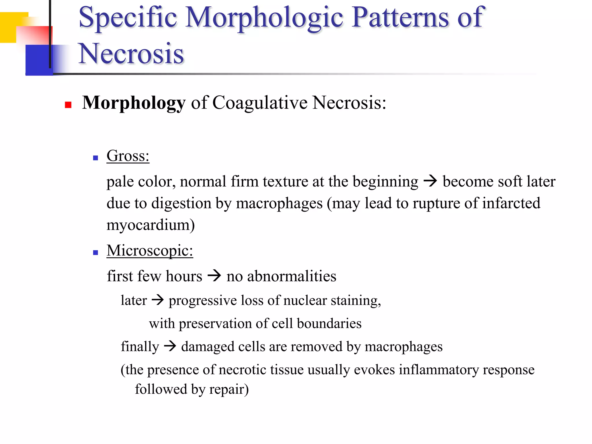 forms and morphology of cell injury | PPT