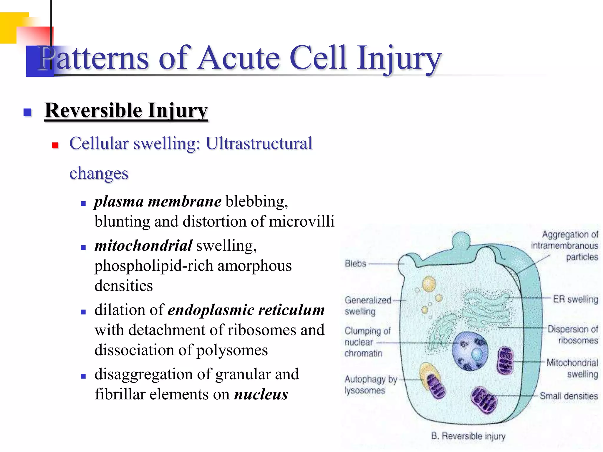 forms and morphology of cell injury | PPT