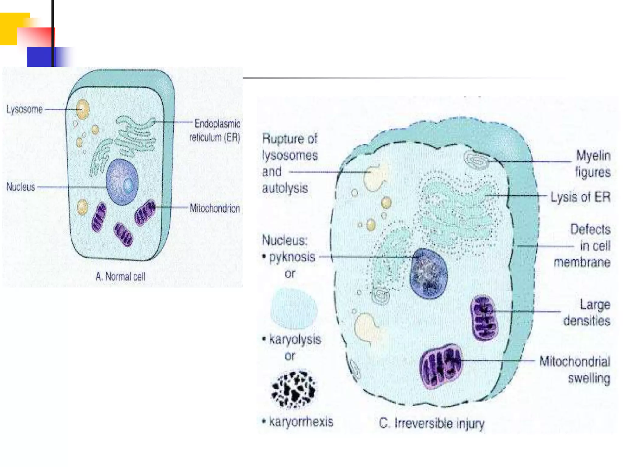 forms and morphology of cell injury | PPT