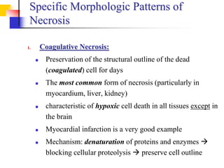 forms and morphology of cell injury | PPT