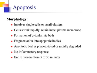 forms and morphology of cell injury | PPT
