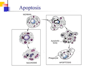 forms and morphology of cell injury | PPT