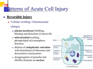 forms and morphology of cell injury | PPT