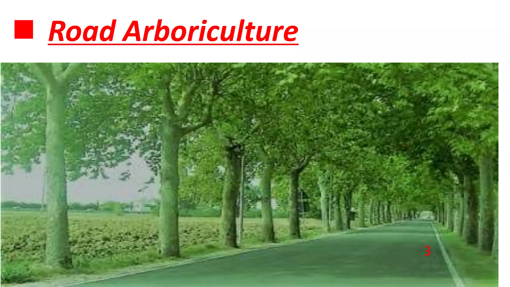 ROAD ARBORICULTURE PPT | PPTX