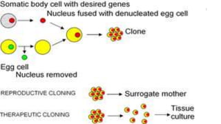 BIOETHICS INVOLVED IN CLONING | PPTX