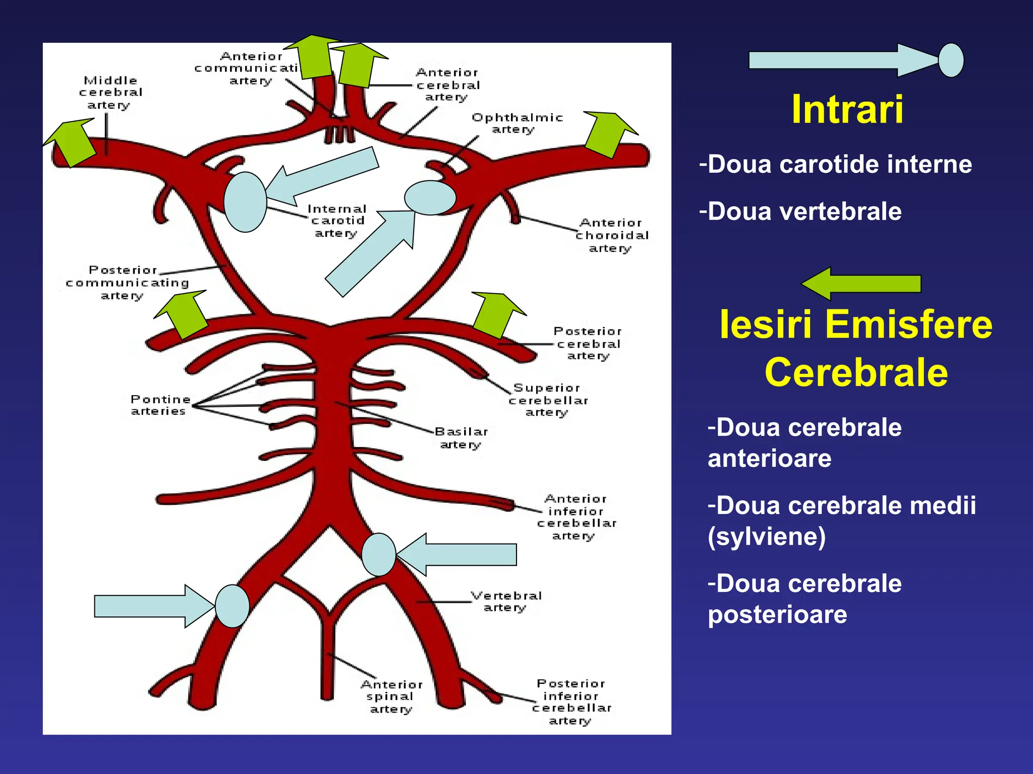 333726205-Vascularizatia-Creieruluiwartbweynetumryu,ttbq.ppt