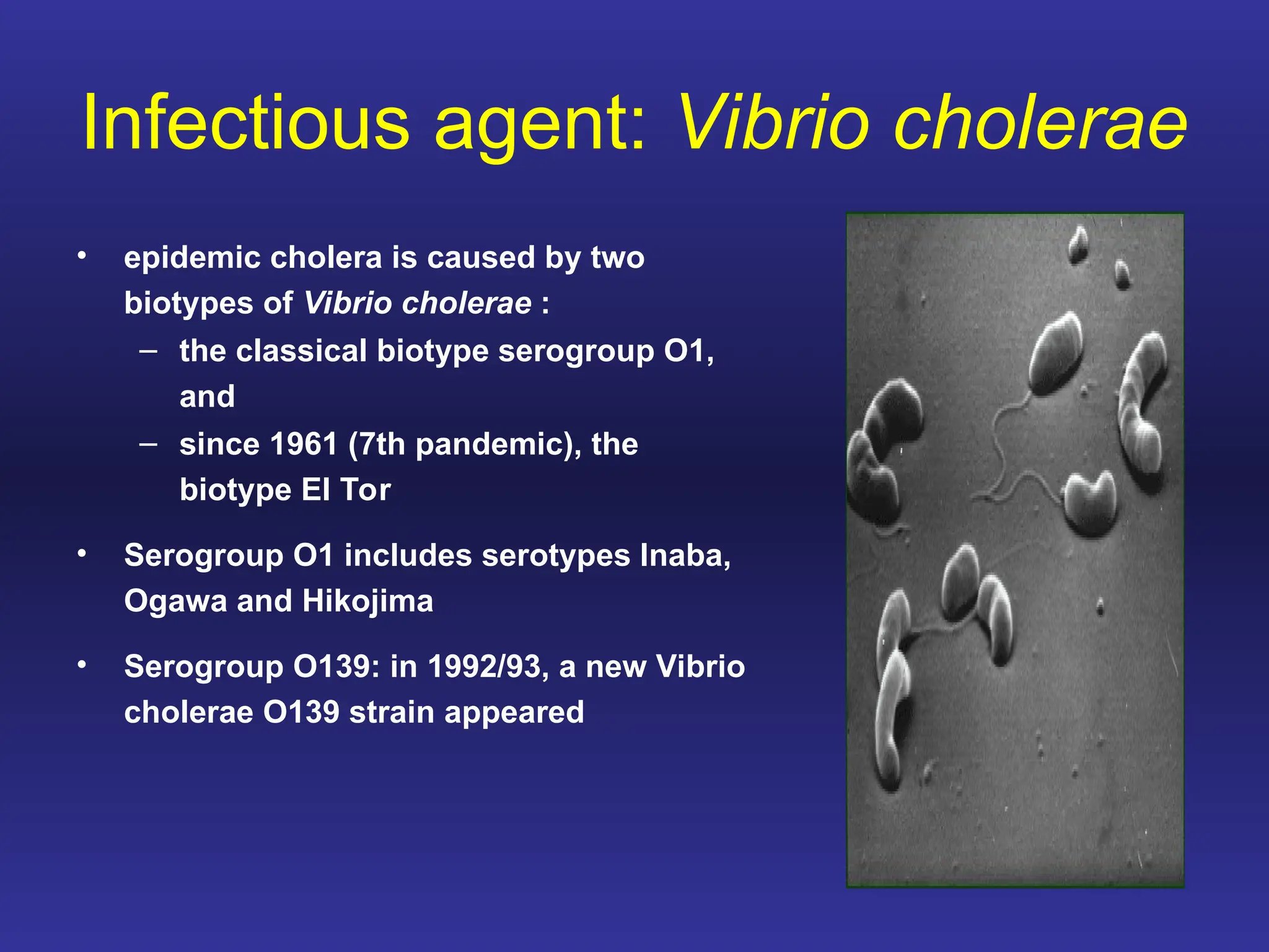 Epidemiology and Determinants of Vibrio Cholera | PPT