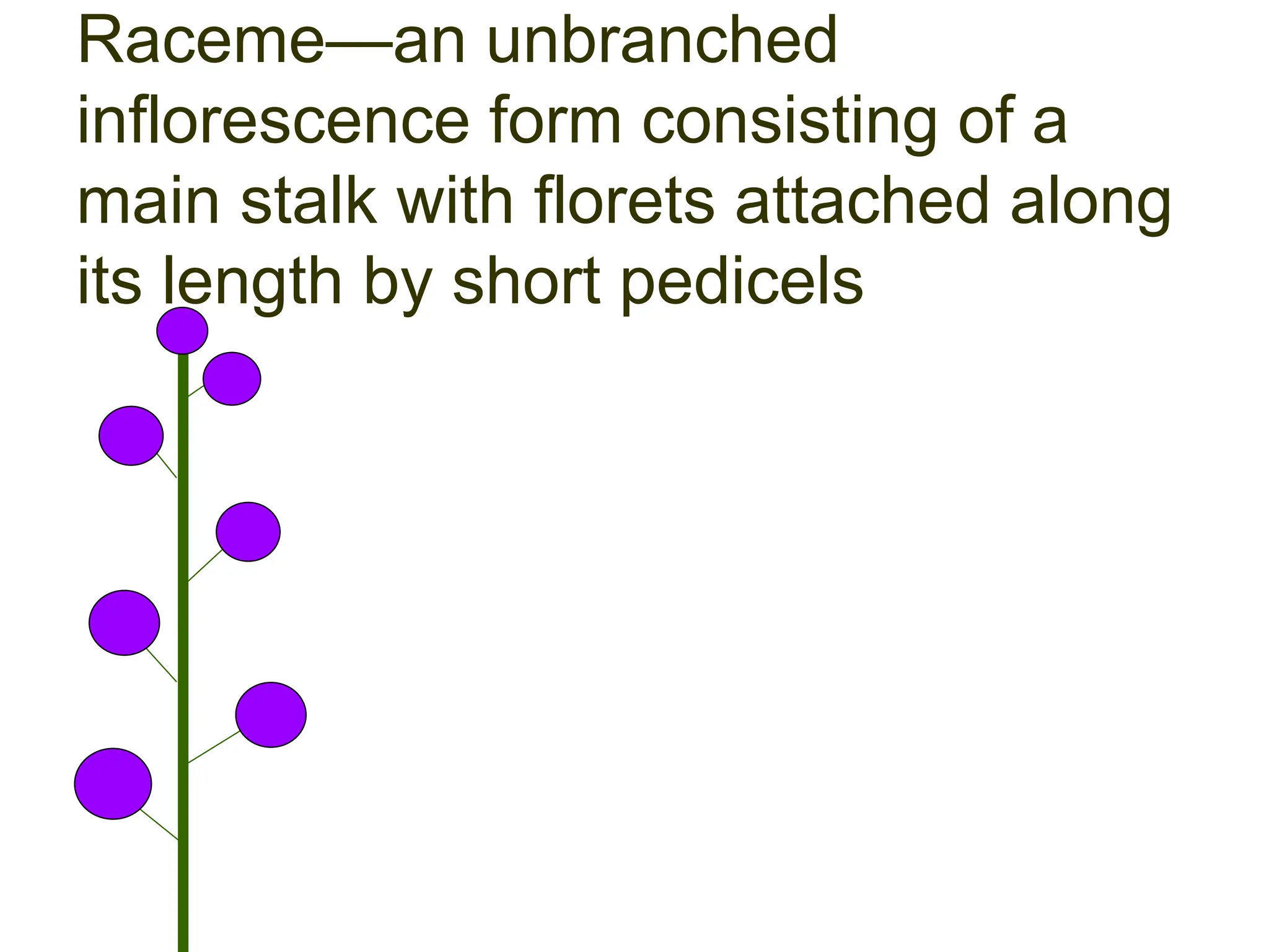 335-B-Flower-Foliage-Morphologytoknowmoredownload.pptx | Gardening ...