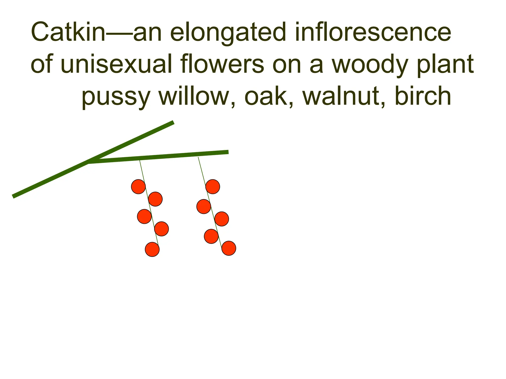 335-B-Flower-Foliage-Morphologytoknowmoredownload.pptx | Gardening ...