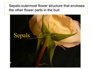 335-B-Flower-Foliage-Morphologytoknowmoredownload.pptx