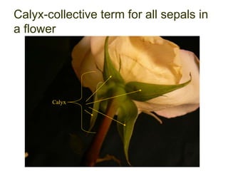 335-B-Flower-Foliage-Morphologytoknowmoredownload.pptx