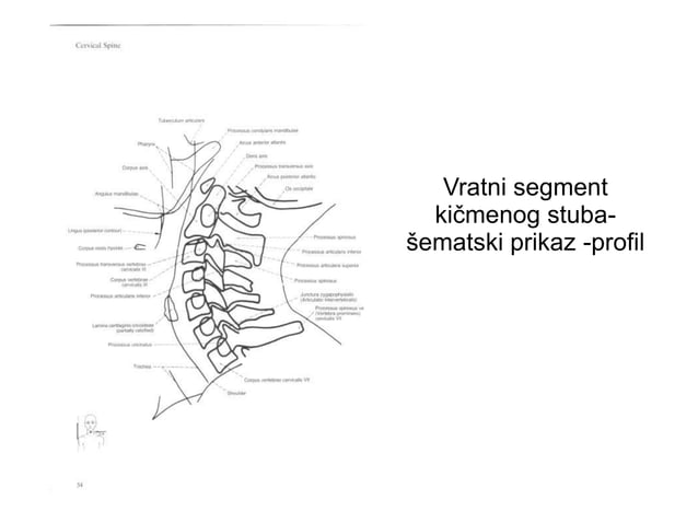 336050534-Radiološka-anatomija.ppt