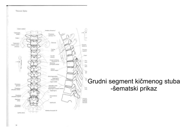 336050534-Radiološka-anatomija.ppt