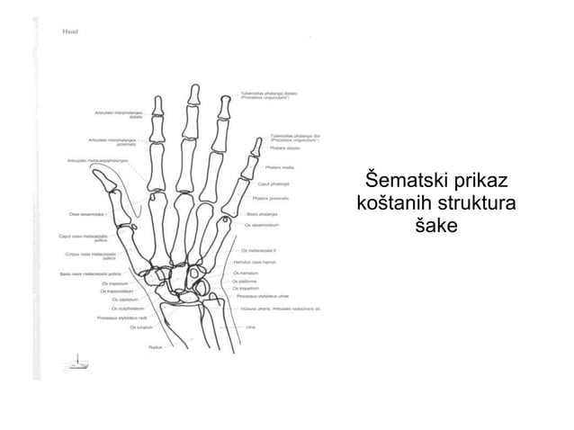 336050534-Radiološka-anatomija.ppt