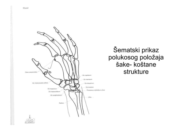 336050534-Radiološka-anatomija.ppt