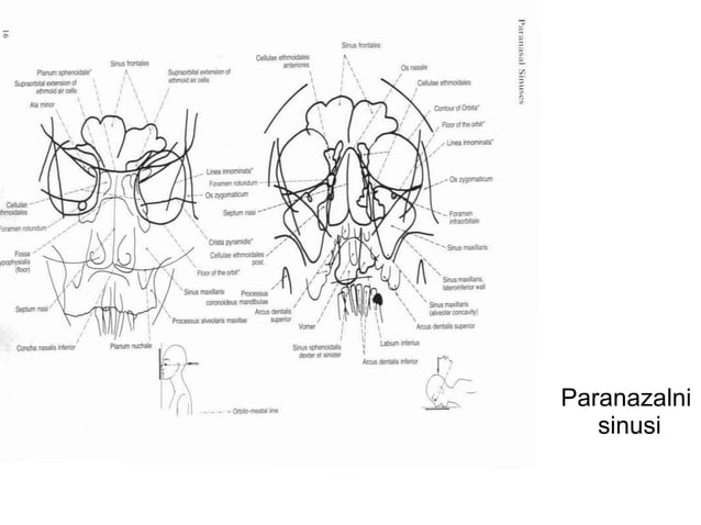 336050534-Radiološka-anatomija.ppt