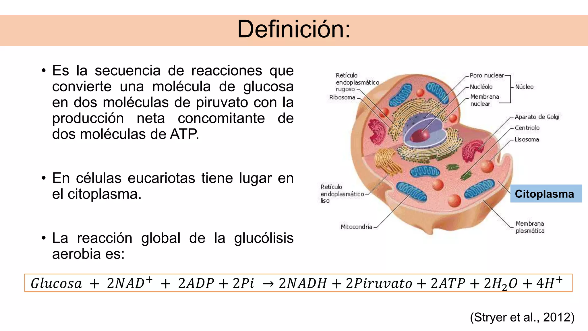 336392500 metabolismo-humano1 | PPTX