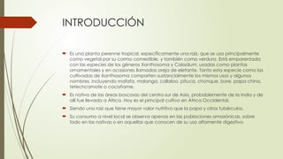 337366412-Ppt-Expo-Pituca122427422455.pptx