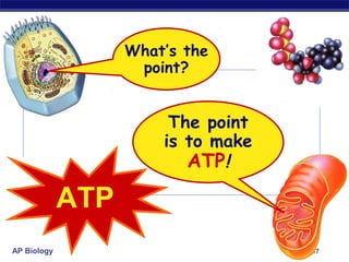33 ch09respiration12008 | PPT