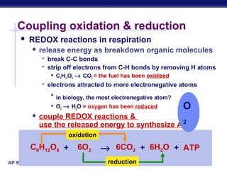 33 ch09respiration12008 | PPT