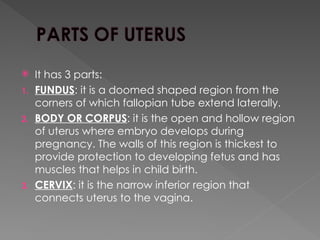 anatomy of Female Reproductive Organs.ppt