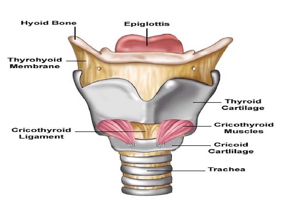 33)Esophageal Tracheal Combitube