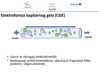 Princip i izvedba kapilarne elektroforeze | PPTX
