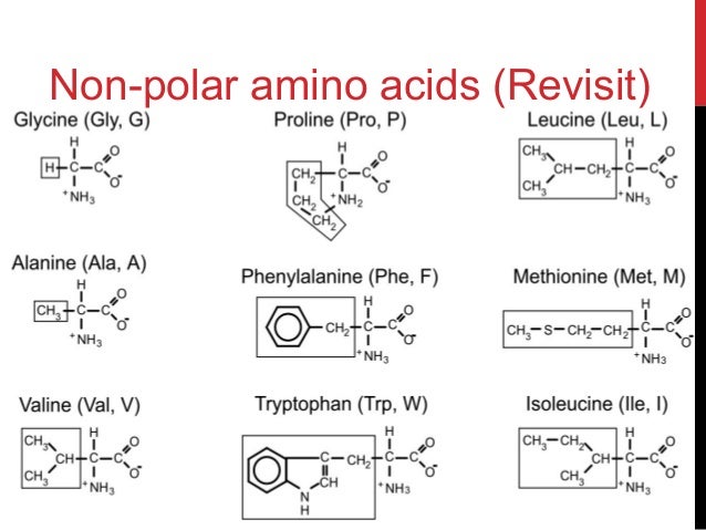 Polar Charged Amino Acids