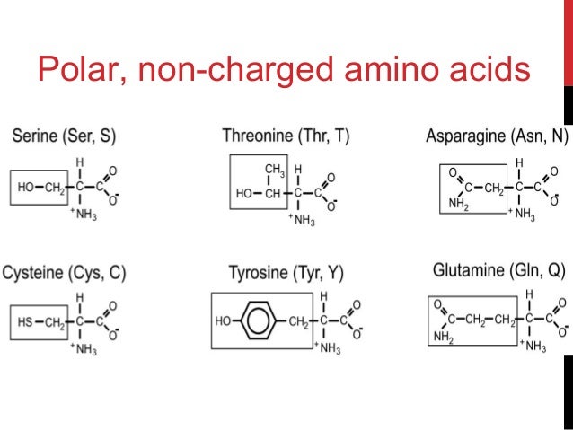 Polar Charged Amino Acids