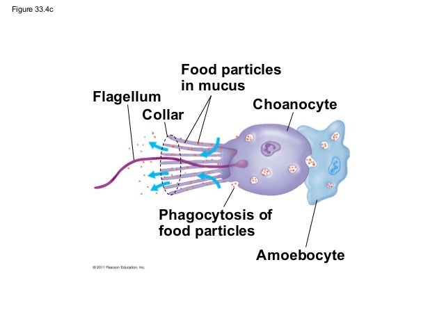 33 lecture presentation