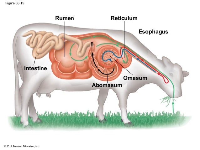 Biology in Focus - Chapter 33