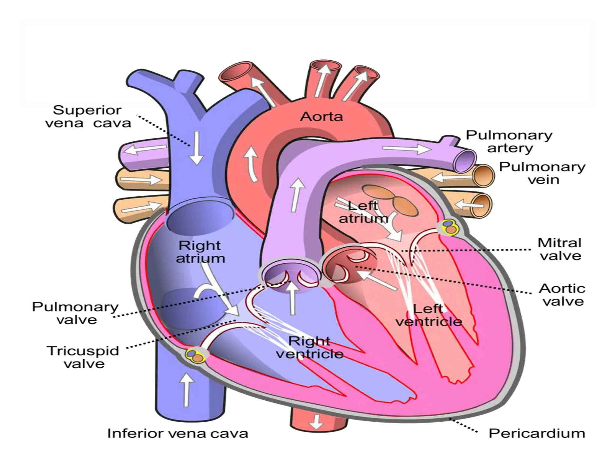congenital Heart Defects.PDA,ASD,VSD,TGApptx | PPTX