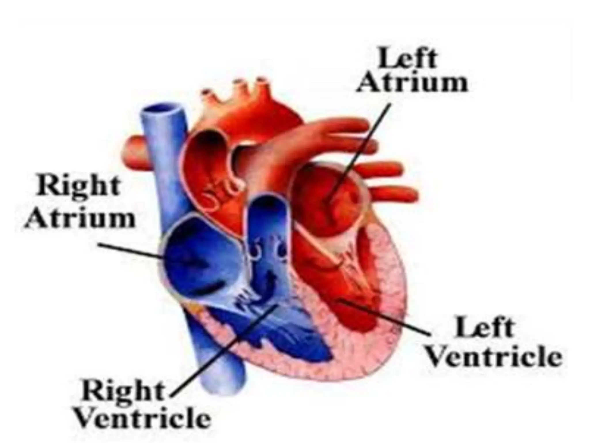 congenital Heart Defects.PDA,ASD,VSD,TGApptx | PPTX