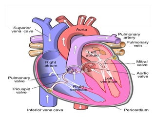 congenital Heart Defects.PDA,ASD,VSD,TGApptx | PPTX