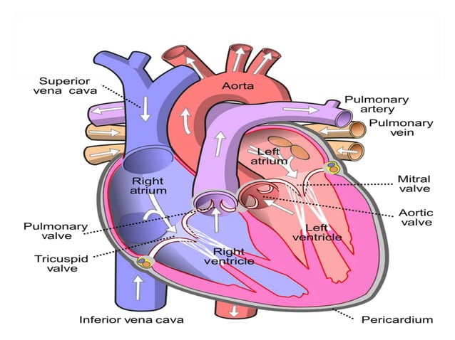 congenital Heart Defects.PDA,ASD,VSD,TGApptx | PPTX