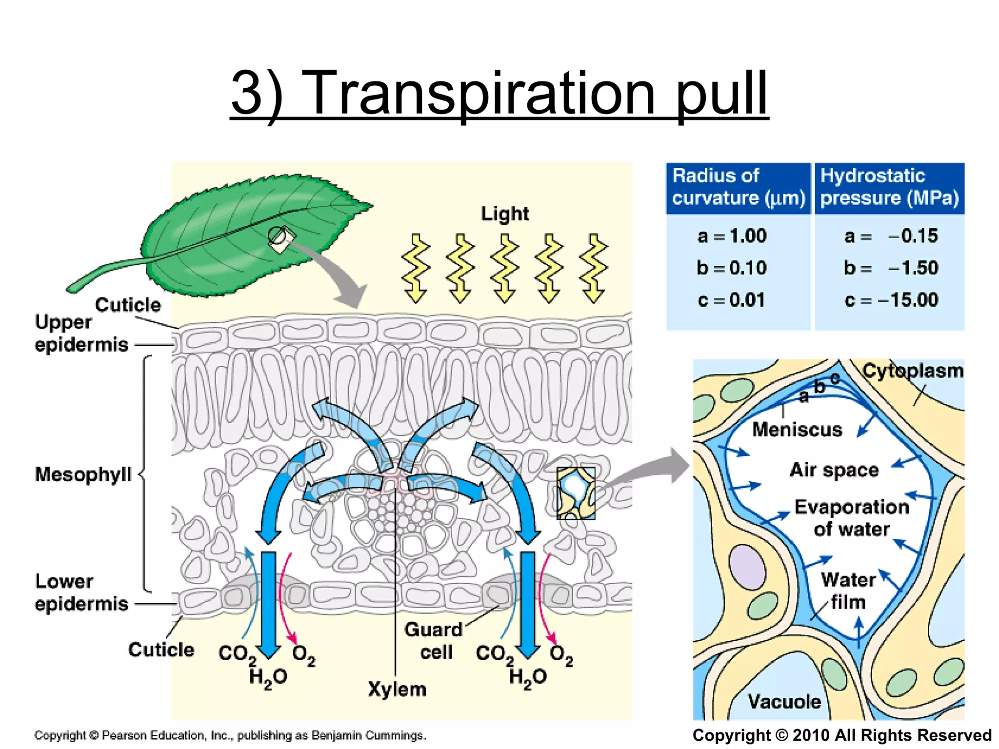 Chapter 9 Transport in Plants Lesson 3 - The 3 mechanisms in water ...