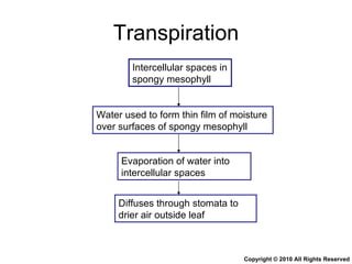 Chapter 9 Transport in Plants Lesson 3 - The 3 mechanisms in water ...