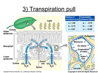 Chapter 9 Transport in Plants Lesson 3 - The 3 mechanisms in water ...