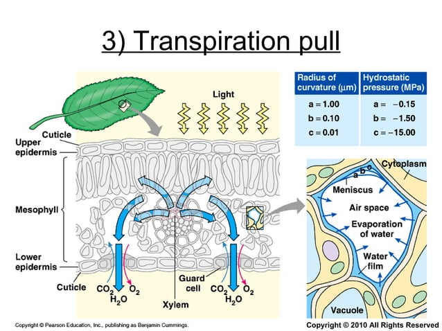 Chapter 9 Transport in Plants Lesson 3 - The 3 mechanisms in water transport_Advantages and ...