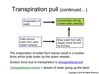 Chapter 9 Transport in Plants Lesson 3 - The 3 mechanisms in water transport_Advantages and ...