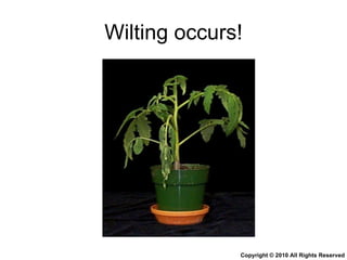 Chapter 9 Transport in Plants Lesson 3 - The 3 mechanisms in water ...