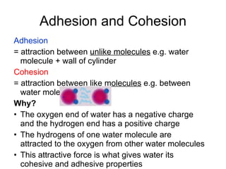 Chapter 9 Transport in Plants Lesson 3 - The 3 mechanisms in water ...