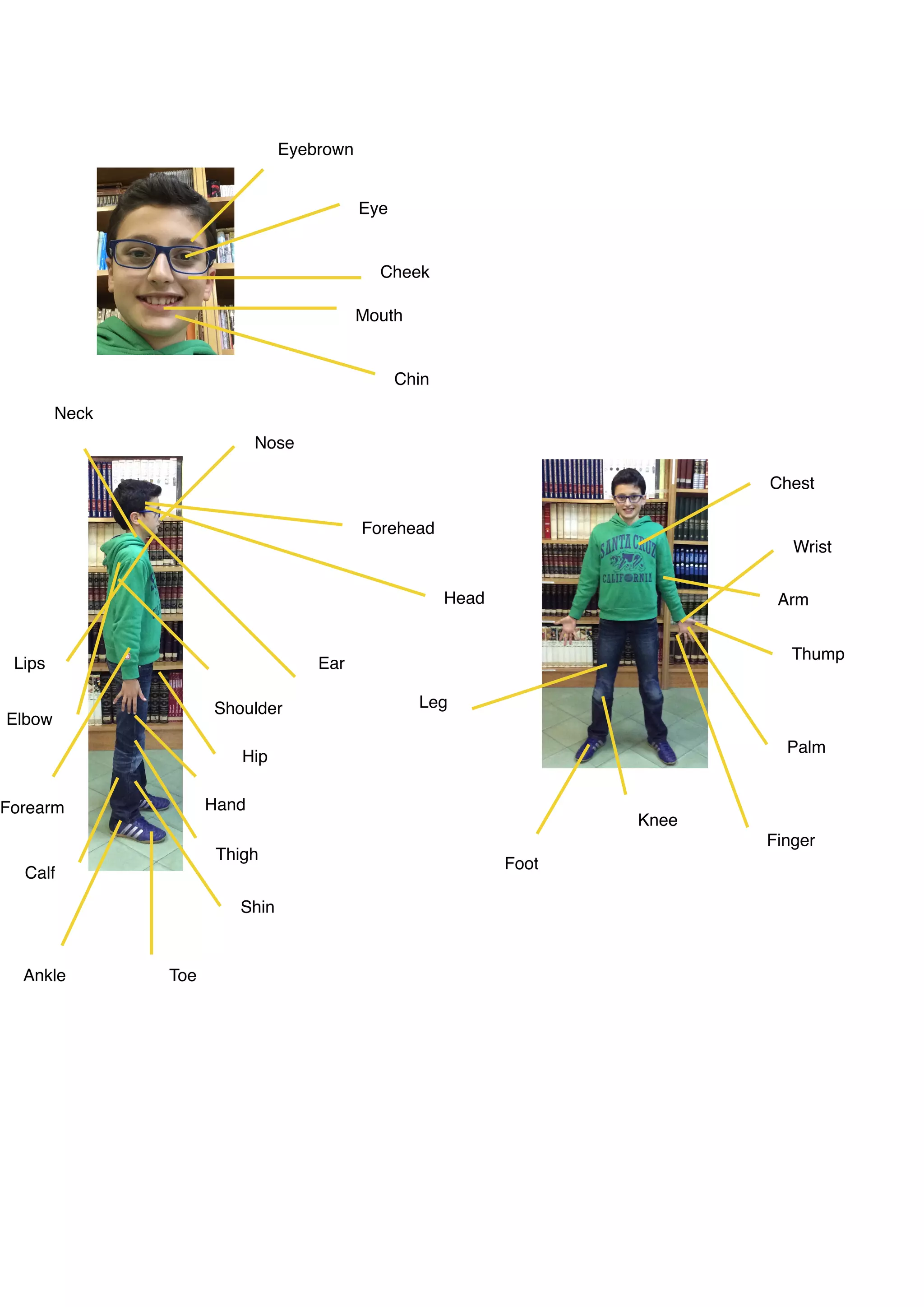 My body parts | PDF