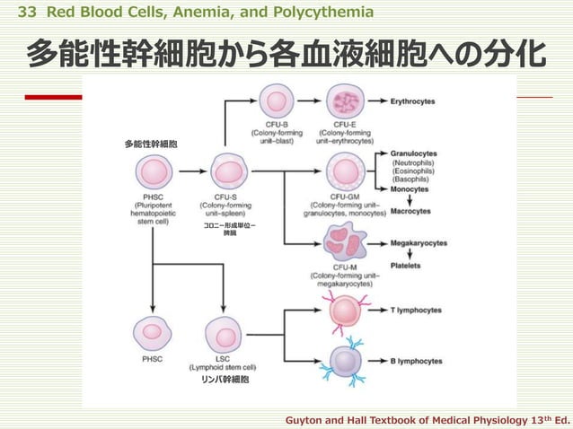 33 red blood cells, anemia, and polycythemia | PPT