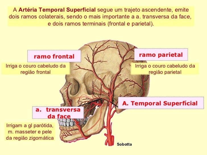 33 sistema arterial