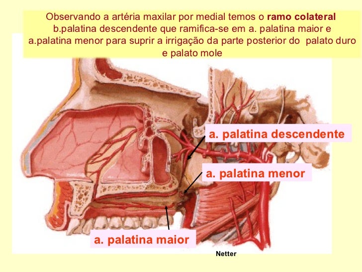 33 sistema arterial